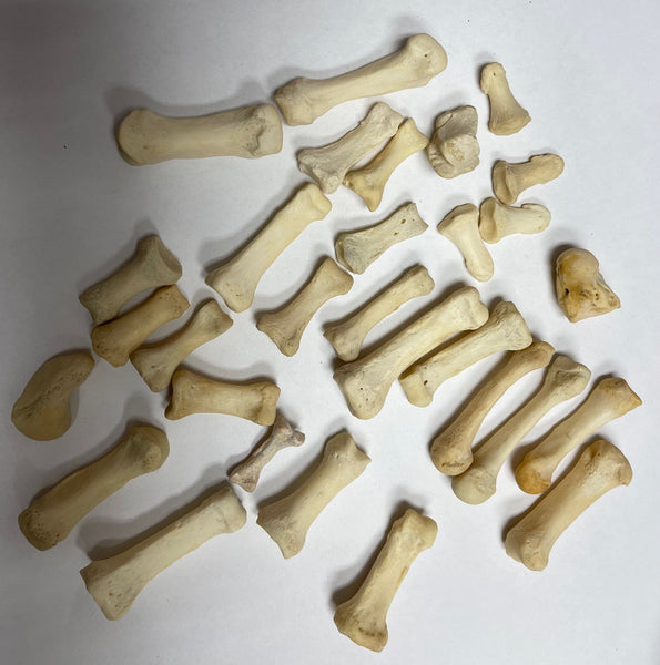 30 Assorted Hand Bones - Mixed Carpal, metacarpal, and phalange bones ...
