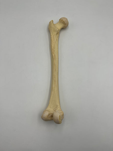 Real Human Femur For Sale – 6 Brains