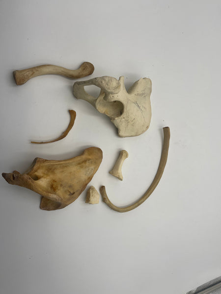 Search & Rescue Dog Cadaver Real Human Bones (Natural Bone) – 6 Brains